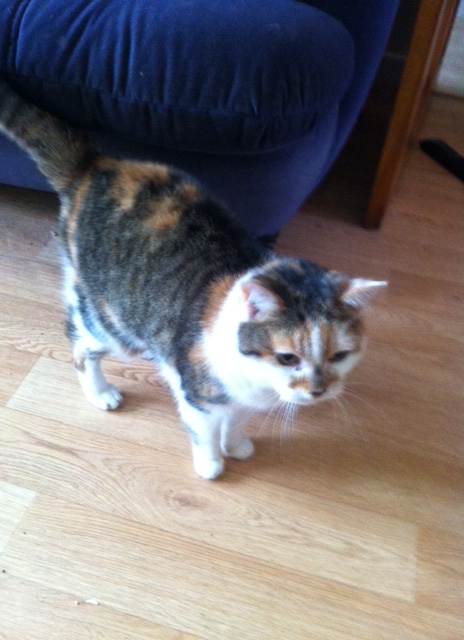 ZARA | Whinnybank Cat Sanctuary
