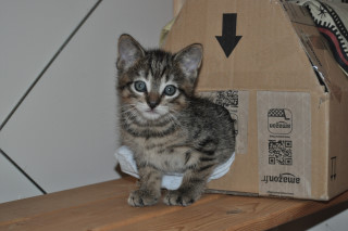 ROSAS/GRISITO/TOHORA/KORU. | Whinnybank Cat Sanctuary