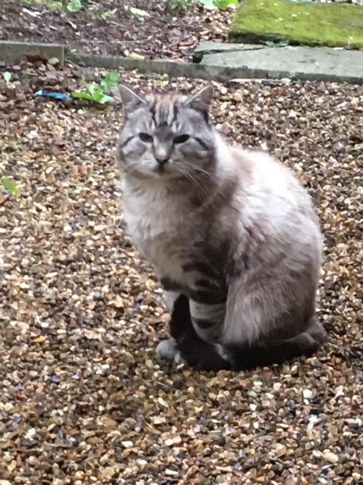 CADHAM | Whinnybank Cat Sanctuary