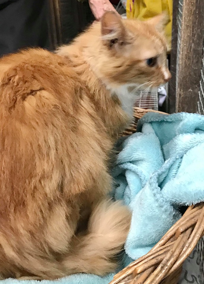 BONNIE | Whinnybank Cat Sanctuary