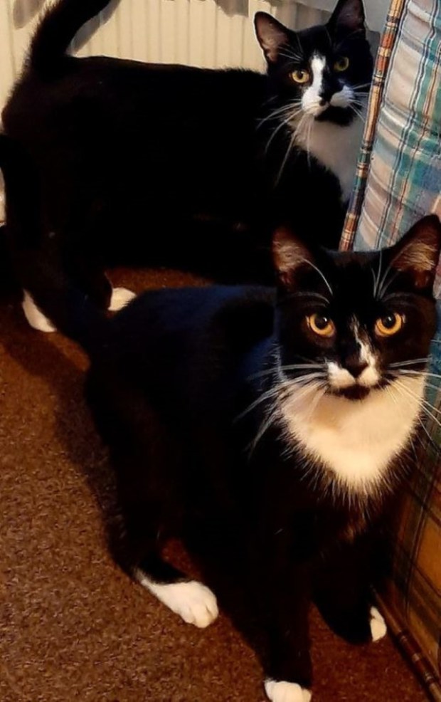 Flash and Charming | Whinnybank Cat Sanctuary