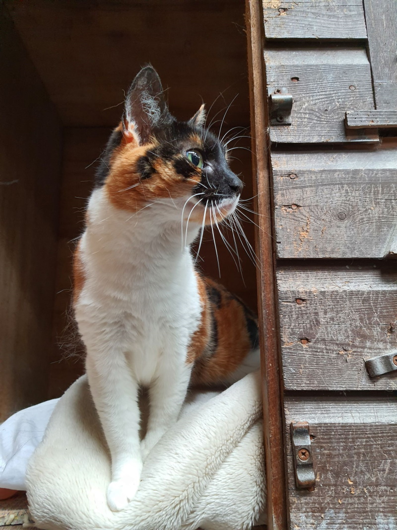 Cleo and Gonk | Whinnybank Cat Sanctuary