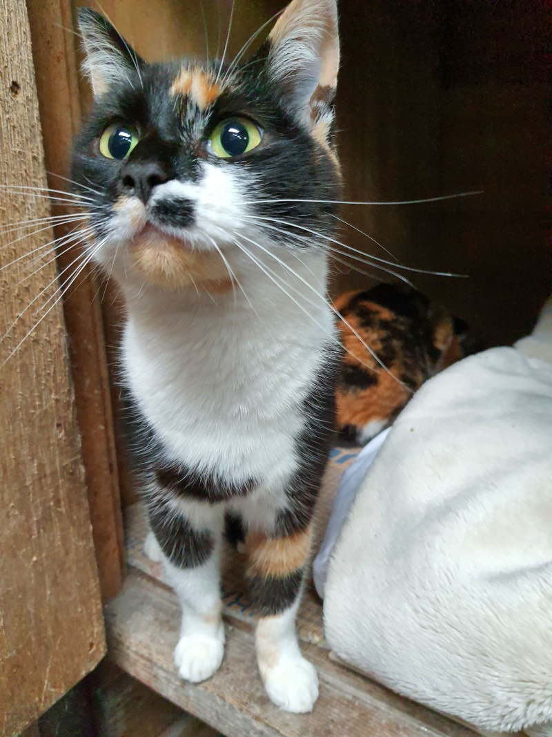 Cleo and Gonk | Whinnybank Cat Sanctuary