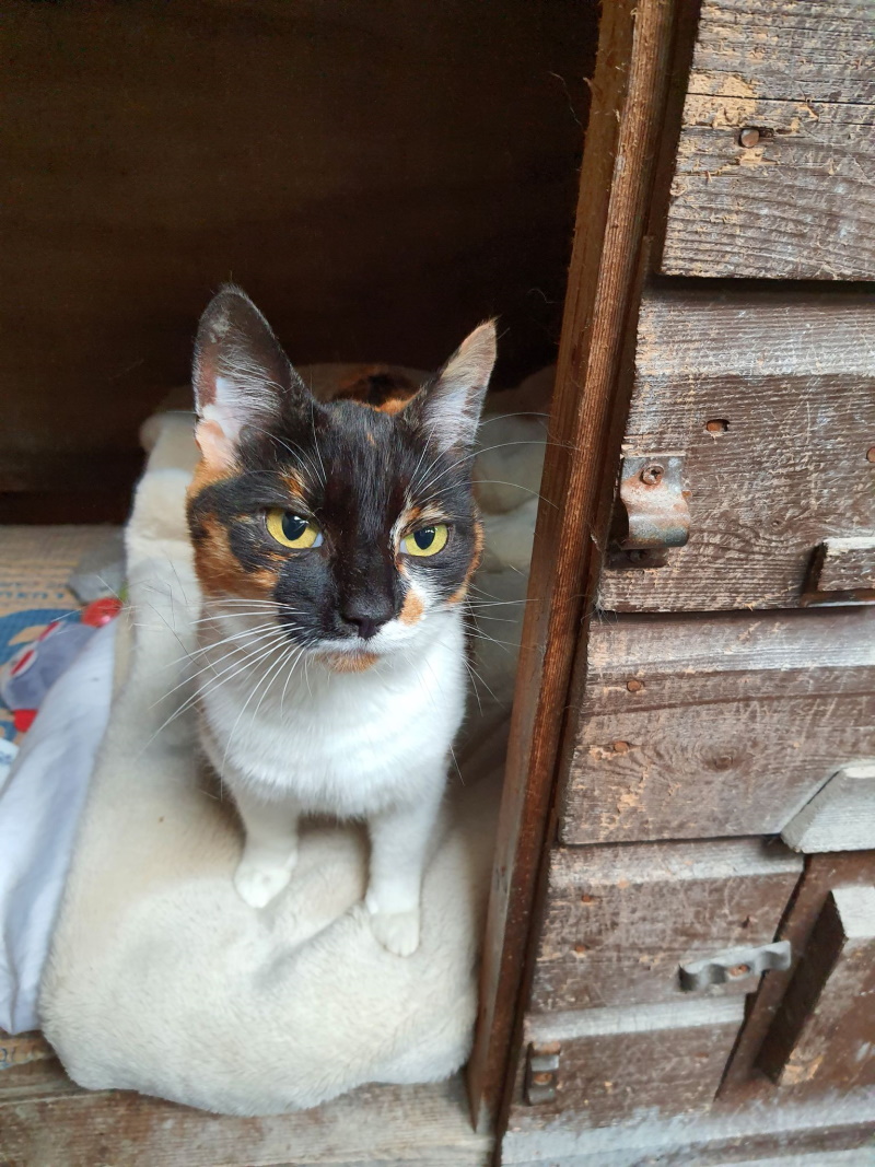 Cleo and Gonk | Whinnybank Cat Sanctuary