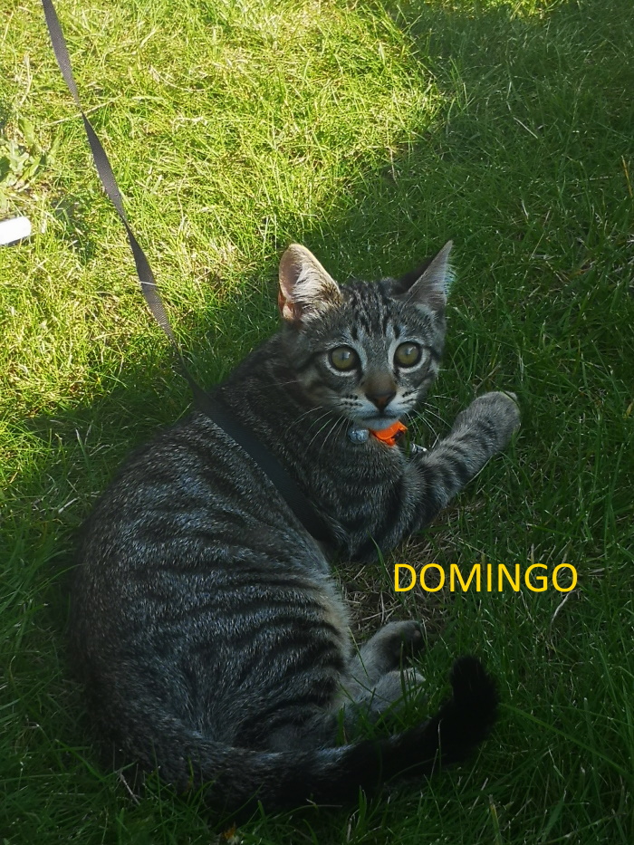 DOMINGO | Whinnybank Cat Sanctuary