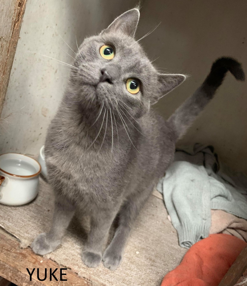 YUKE AND MORAG | Whinnybank Cat Sanctuary