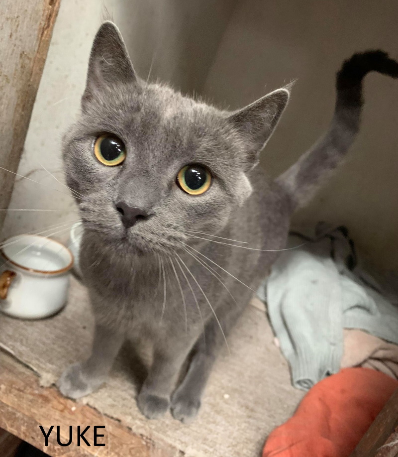 YUKE AND MORAG | Whinnybank Cat Sanctuary