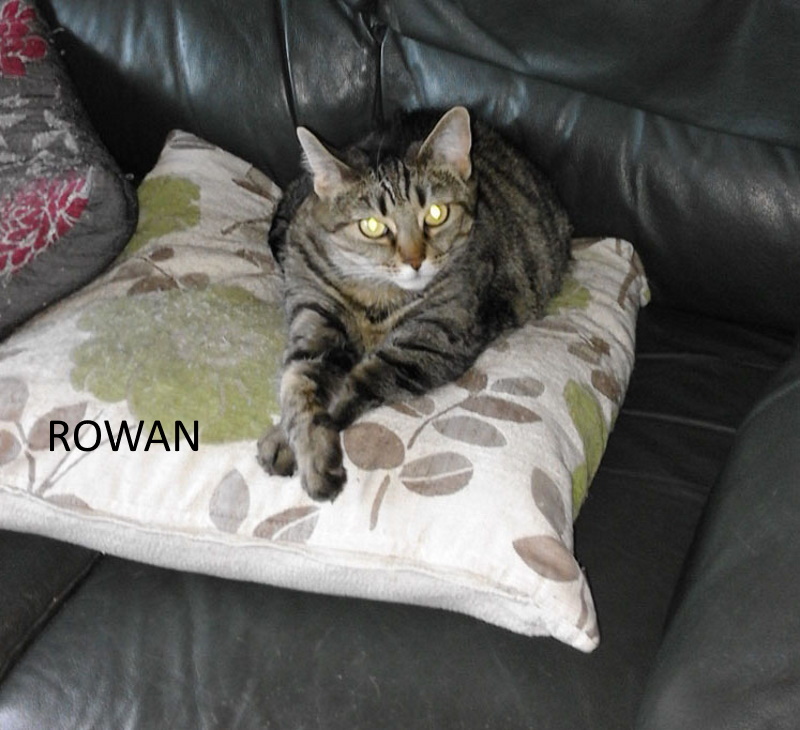 ROWAN | Whinnybank Cat Sanctuary