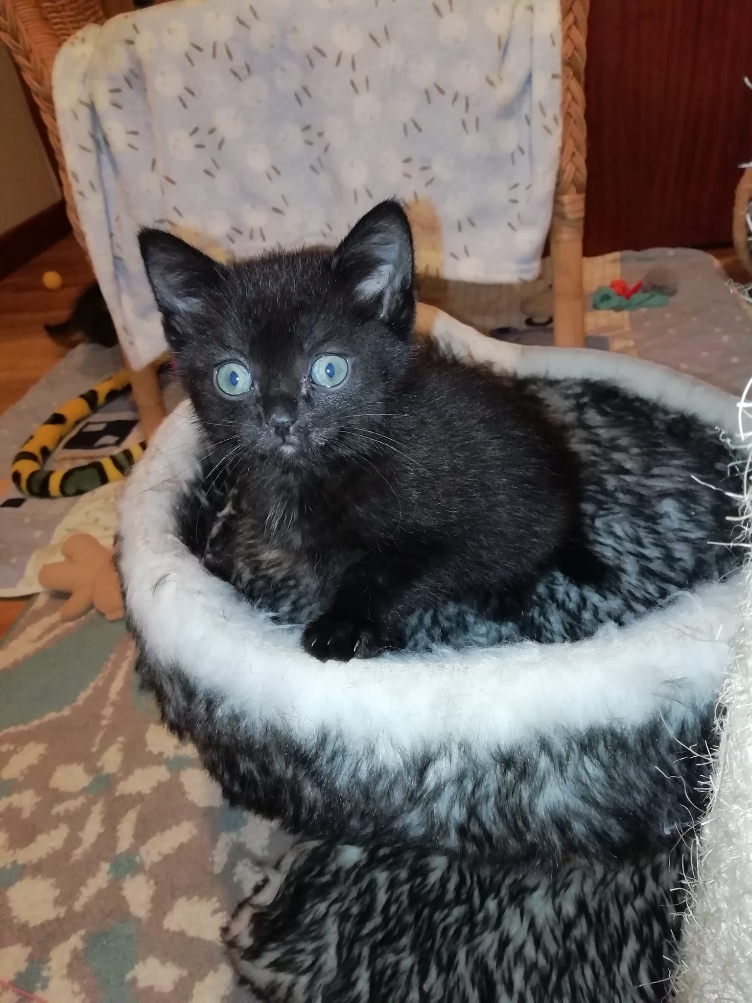 SHERBERT | Whinnybank Cat Sanctuary