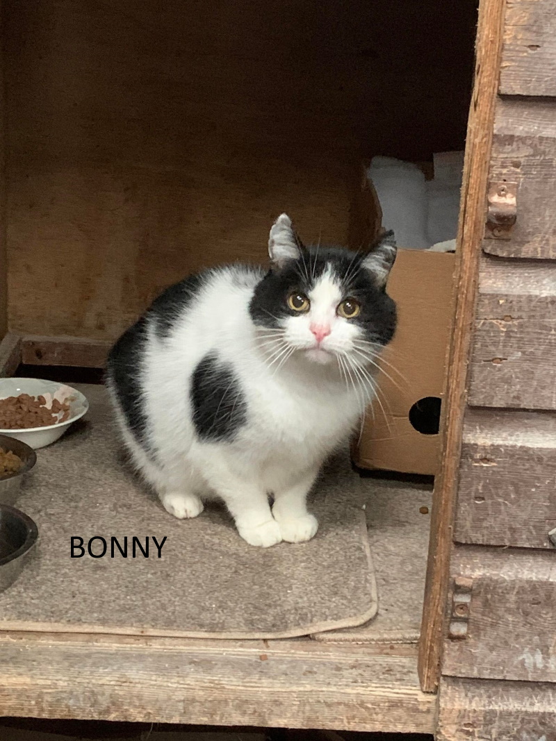 BONNY | Whinnybank Cat Sanctuary