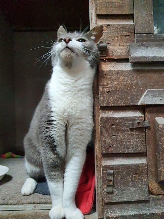 CROSBY | Whinnybank Cat Sanctuary