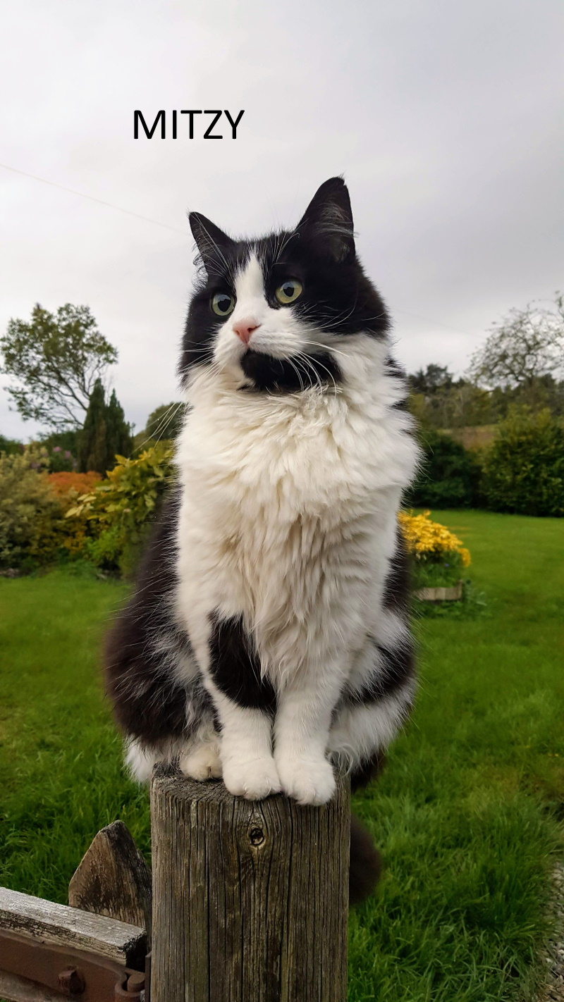 MITZY | Whinnybank Cat Sanctuary