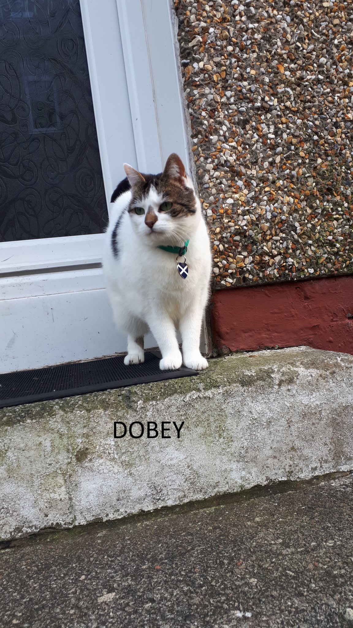 DOBEY | Whinnybank Cat Sanctuary