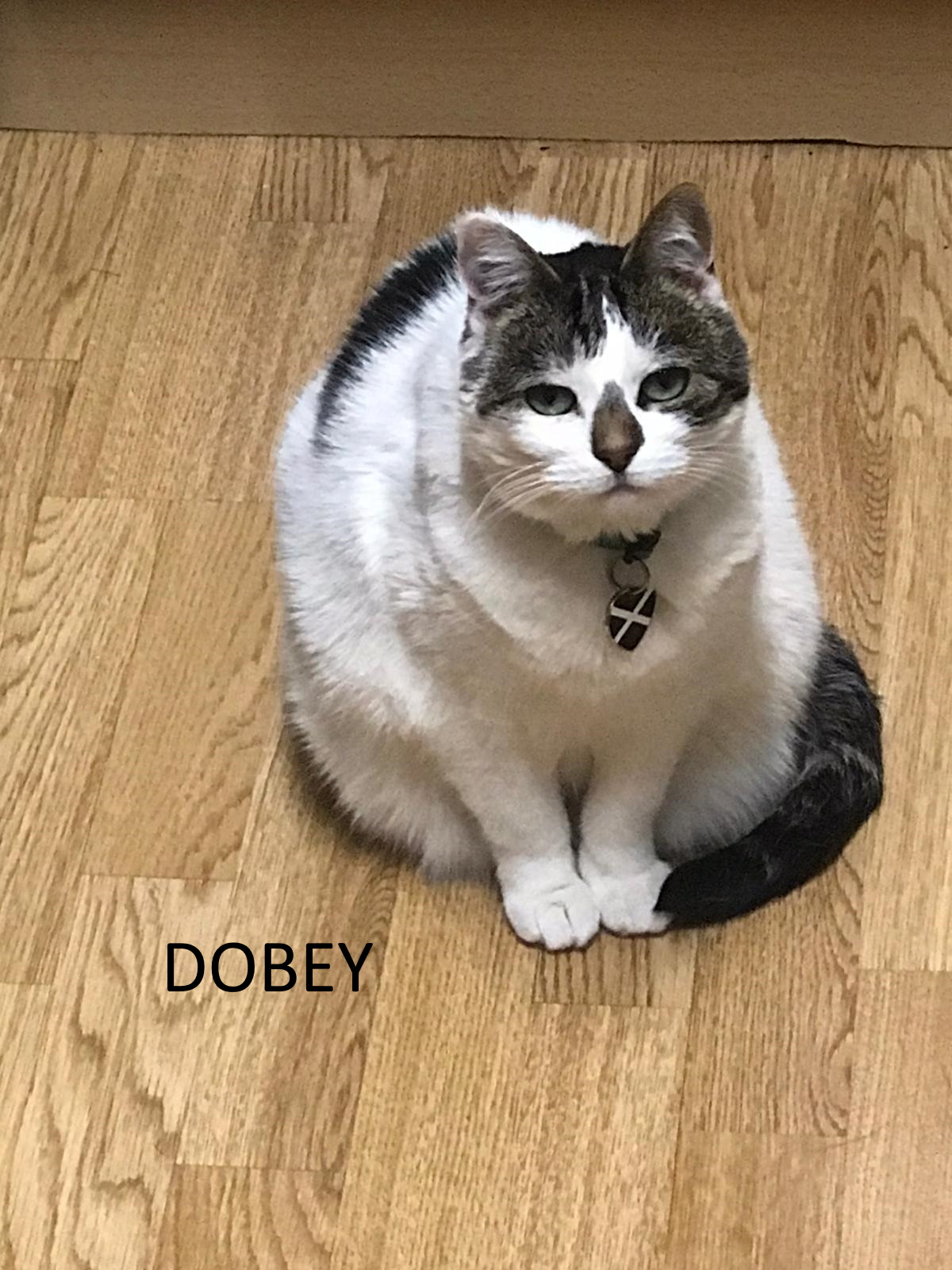 DOBEY | Whinnybank Cat Sanctuary