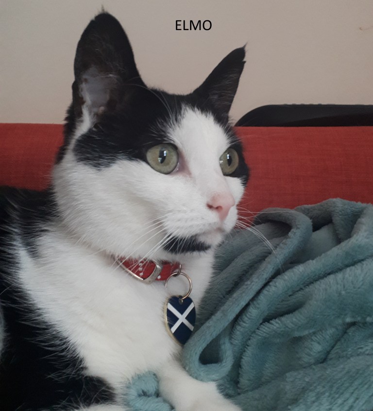 ELMO | Whinnybank Cat Sanctuary