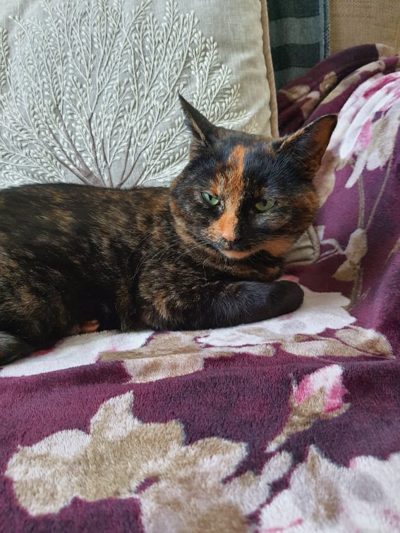 MAYA | Whinnybank Cat Sanctuary