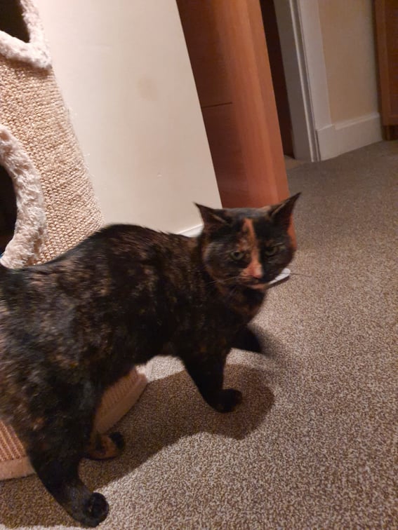 MAYA | Whinnybank Cat Sanctuary