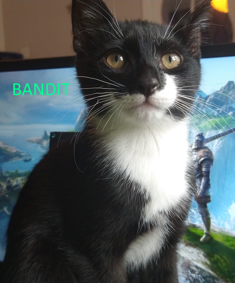 BANDIT | Whinnybank Cat Sanctuary