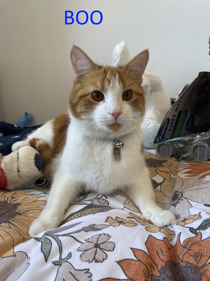 BOO | Whinnybank Cat Sanctuary