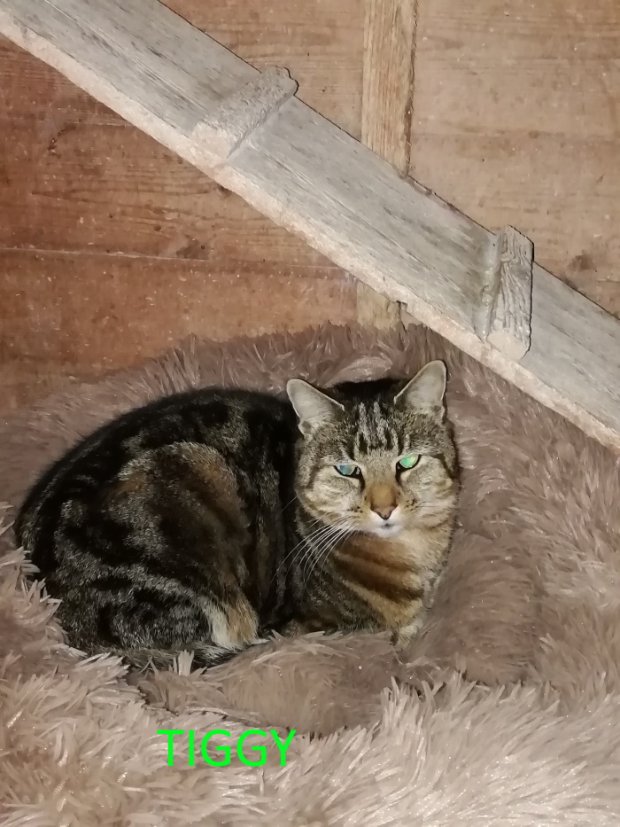 TIGGY | Whinnybank Cat Sanctuary