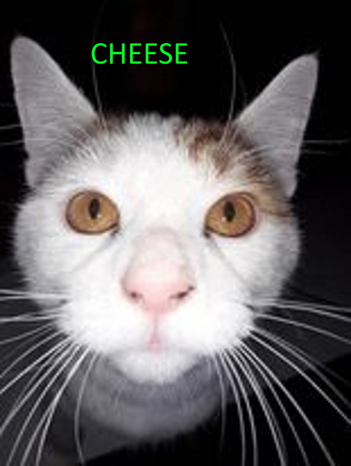 CHOCOLATE AND CHEESE | Whinnybank Cat Sanctuary