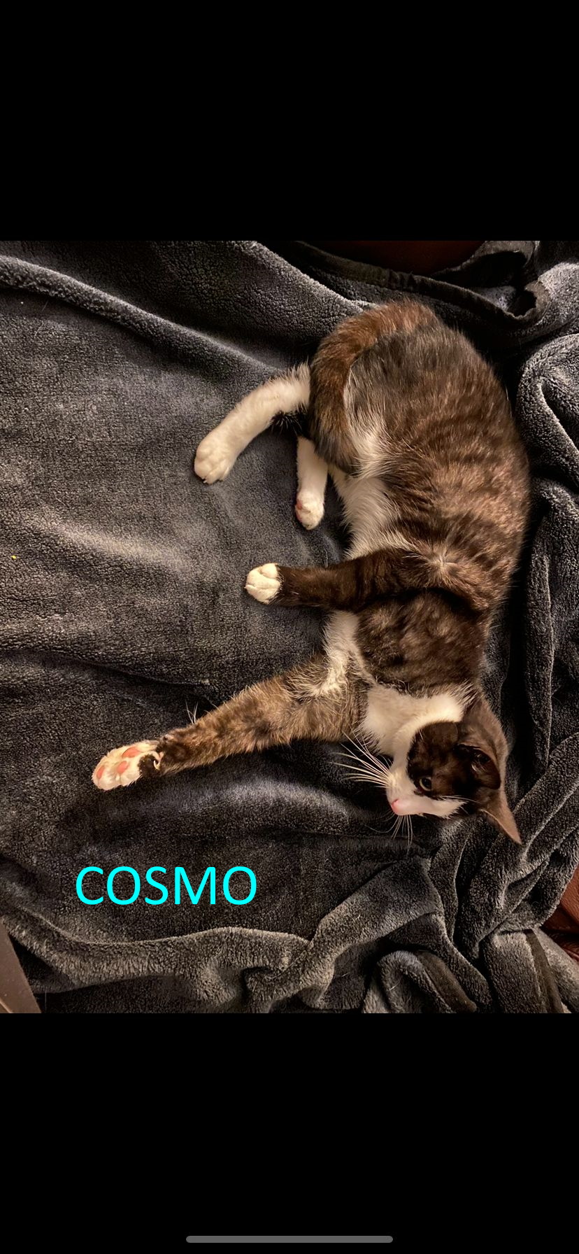 COSMO | Whinnybank Cat Sanctuary