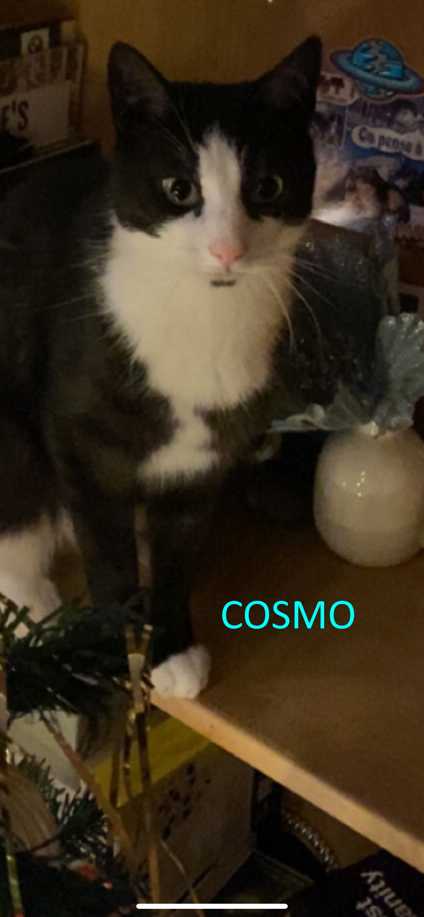 COSMO | Whinnybank Cat Sanctuary