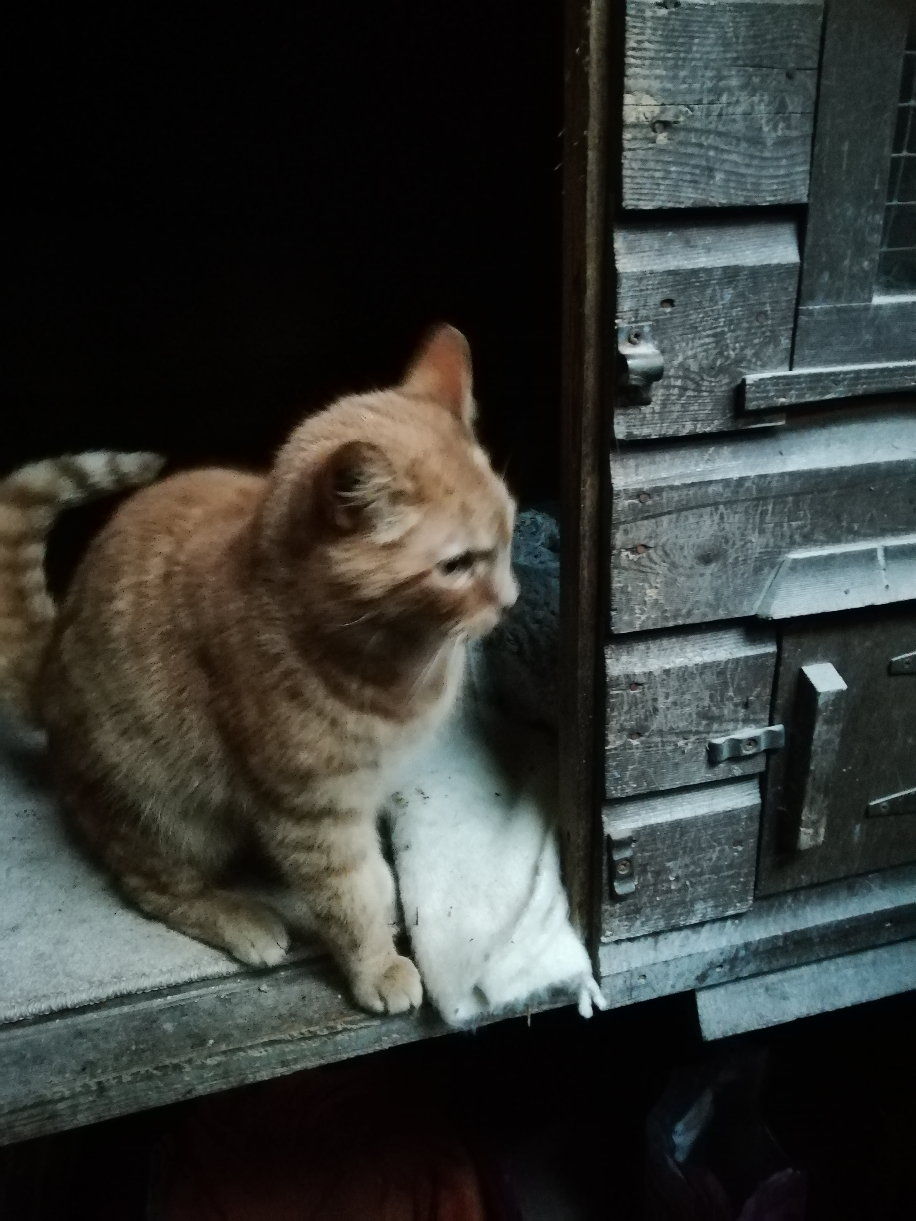 CRACKER | Whinnybank Cat Sanctuary