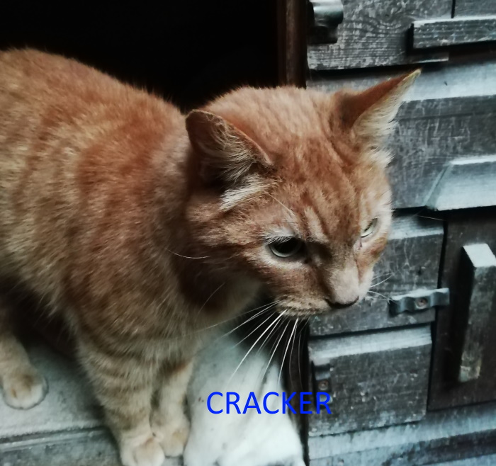 CRACKER | Whinnybank Cat Sanctuary