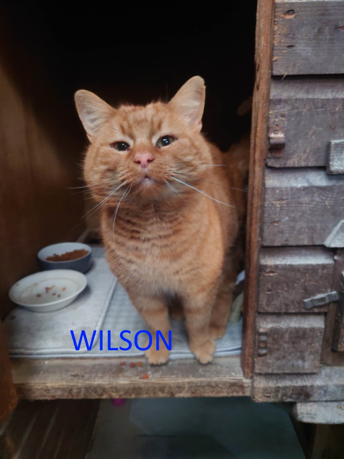 WILSON | Whinnybank Cat Sanctuary