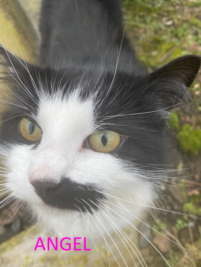ANGEL | Whinnybank Cat Sanctuary