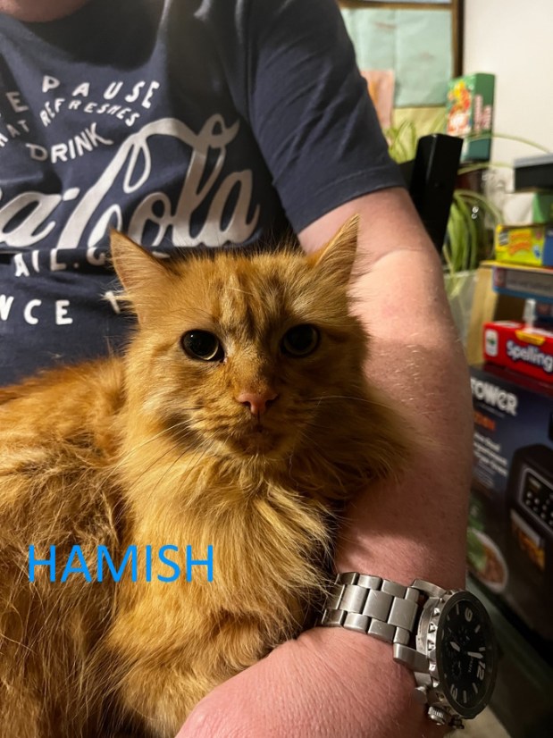 HAMISH | Whinnybank Cat Sanctuary