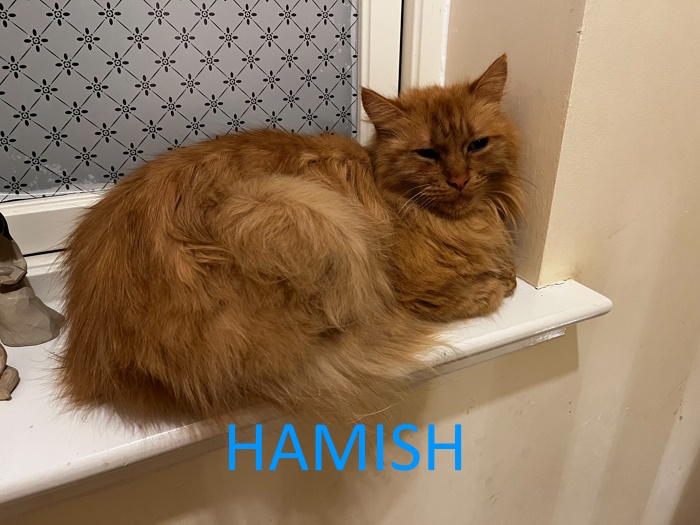 HAMISH | Whinnybank Cat Sanctuary