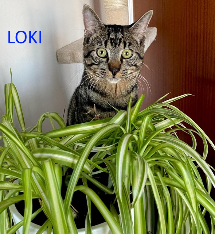 LOKI | Whinnybank Cat Sanctuary