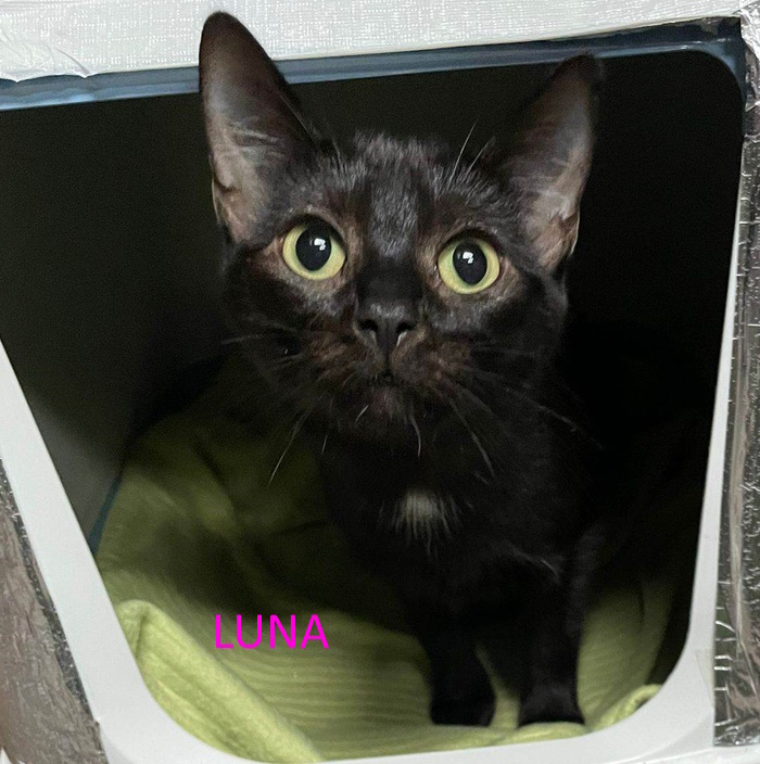 LUNA AND MICKEY | Whinnybank Cat Sanctuary