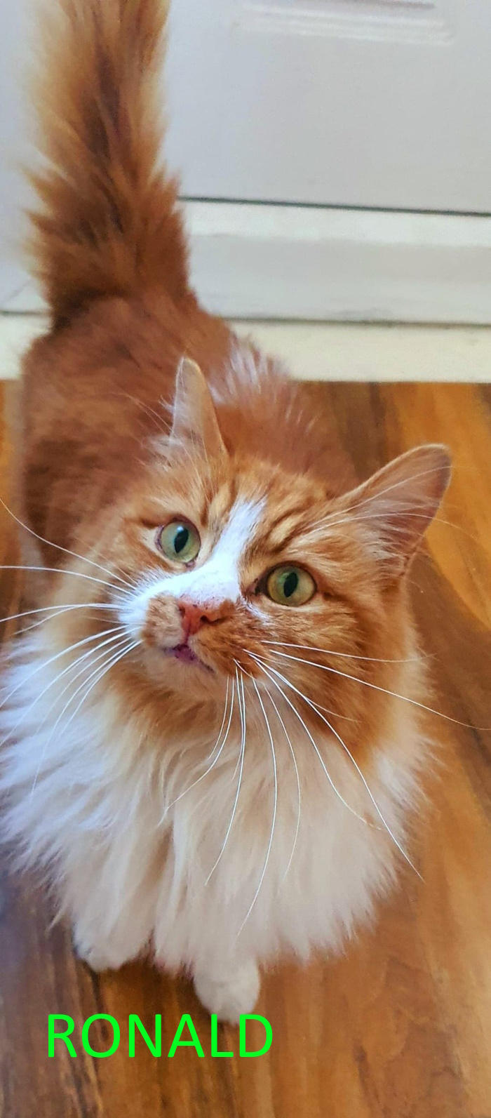 SAFFY AND RONALD | Whinnybank Cat Sanctuary