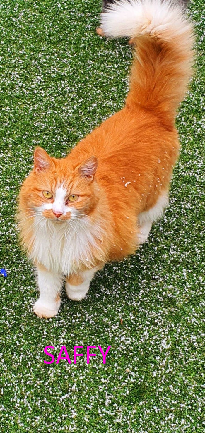 SAFFY AND RONALD | Whinnybank Cat Sanctuary