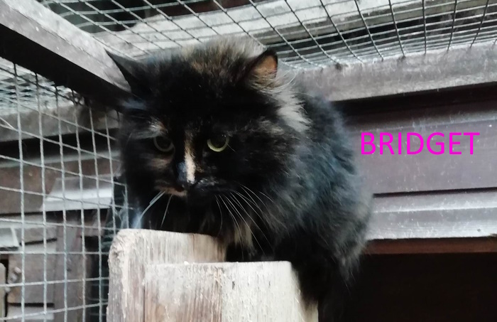 BRIDGET | Whinnybank Cat Sanctuary