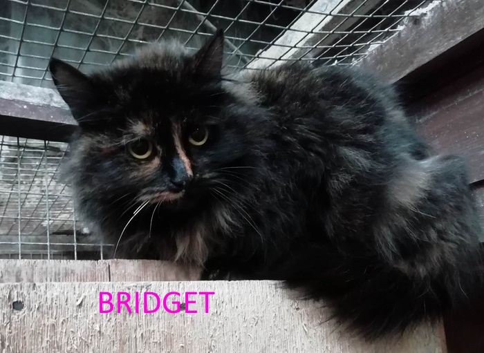 BRIDGET | Whinnybank Cat Sanctuary