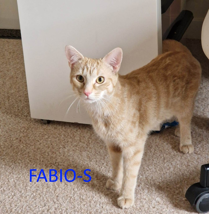 Fabio-s | Whinnybank Cat Sanctuary