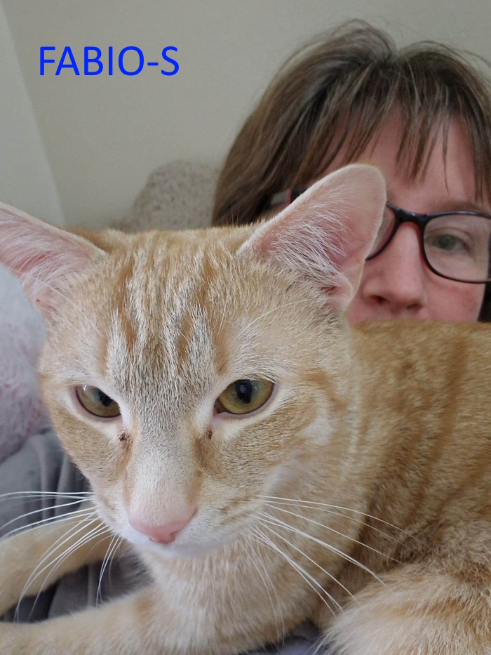 Fabio-s | Whinnybank Cat Sanctuary