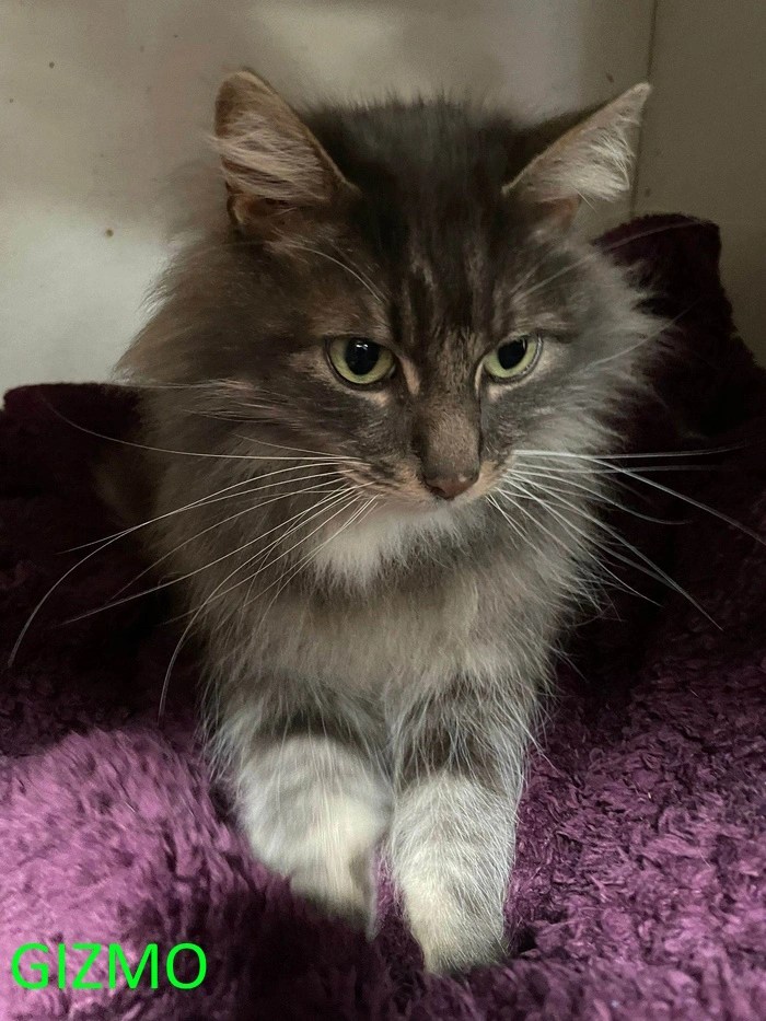 GIZMO | Whinnybank Cat Sanctuary
