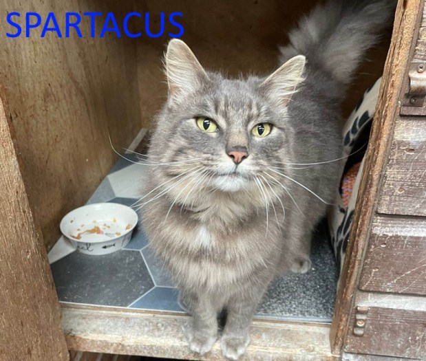 SPARTACUS | Whinnybank Cat Sanctuary