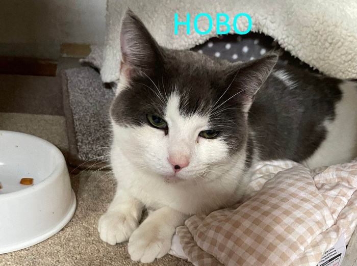 HOBO | Whinnybank Cat Sanctuary