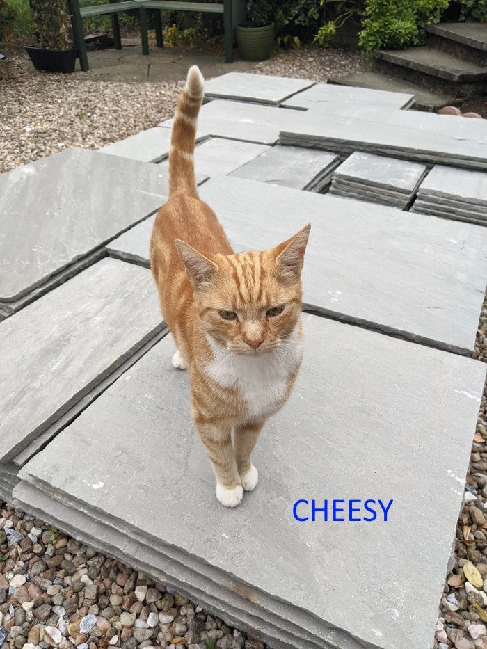 CHEESY | Whinnybank Cat Sanctuary