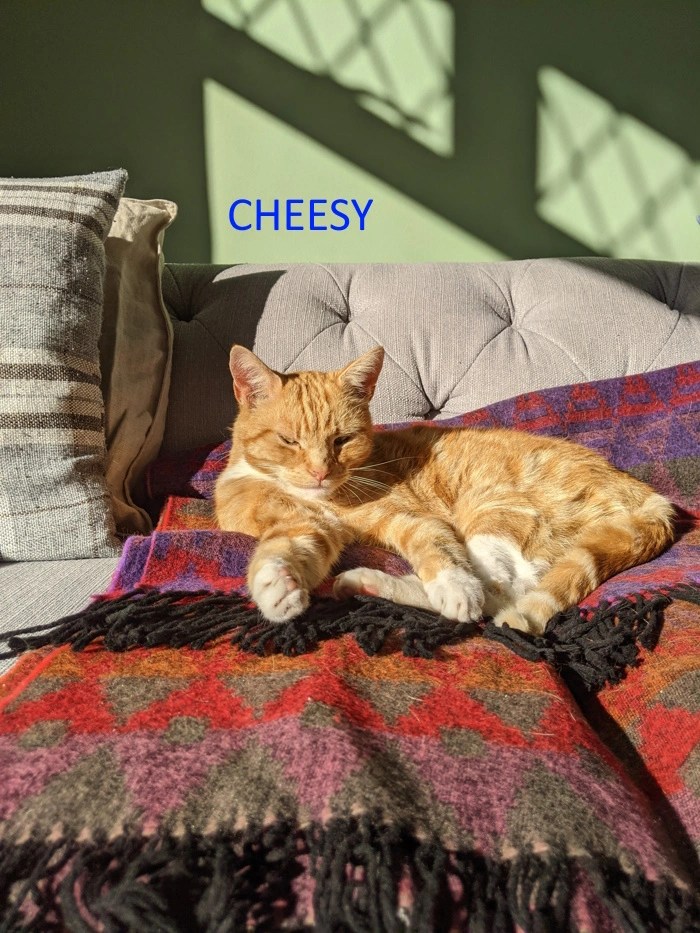 CHEESY | Whinnybank Cat Sanctuary