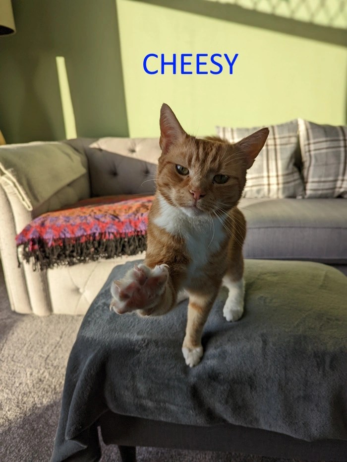 CHEESY | Whinnybank Cat Sanctuary