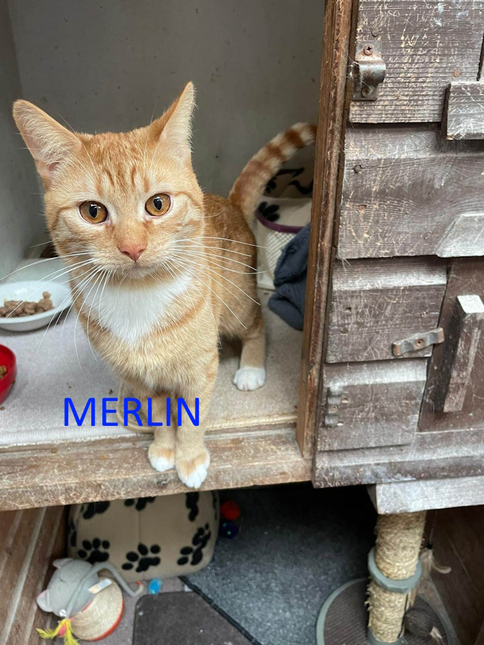 MERLIN | Whinnybank Cat Sanctuary