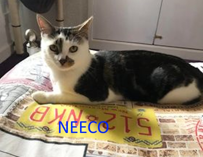 NEECO | Whinnybank Cat Sanctuary