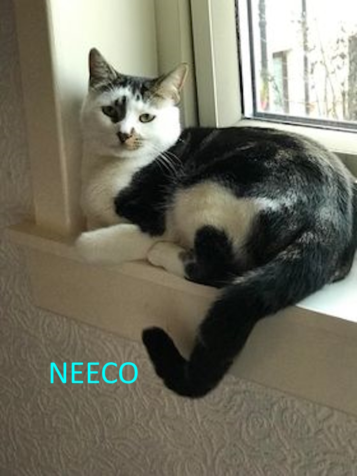 NEECO | Whinnybank Cat Sanctuary
